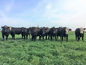 Grazing Fall rye: An Opportunity to extend your forage supply ...
