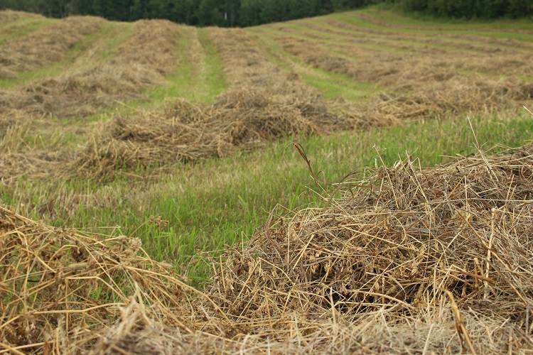 Crop Report for the Period June 20 to 26, 2017 | News and Media ...