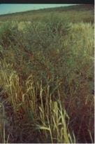 Control of Tumbleweeds | Weeds | Government of Saskatchewan