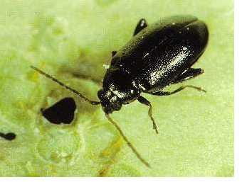 Flea Beetle Management for Canola, Rapeseed and Mustard in the Northern ...