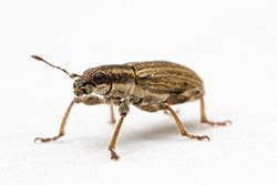 Pea Leaf Weevil | Insects | Government of Saskatchewan