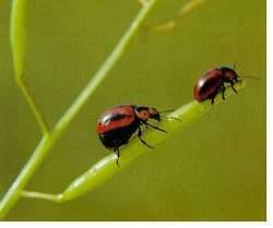Red Turnip Beetle | Insects | Government of Saskatchewan