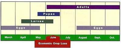 Red Turnip Beetle | Insects | Government of Saskatchewan