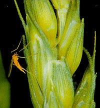 Wheat Midge | Insects | Government of Saskatchewan