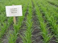 Golden German Millet | Forage Production: Annual, Native and Perennial ...