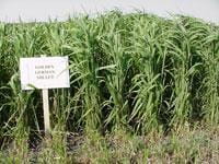 Golden German Millet | Forage Production: Annual, Native and Perennial ...