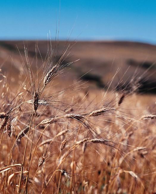 Wheat: Khorasan Wheat | Cereals: Barley, Wheat, Oats, Triticale ...