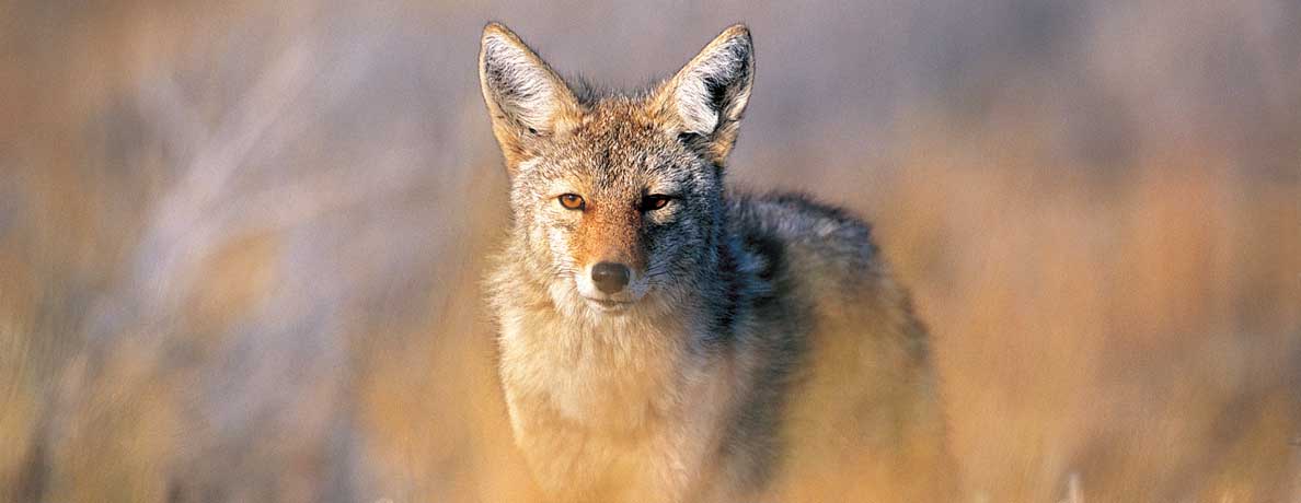 Hunting, Trapping and Angling | Parks, Culture, Heritage and Sport ...