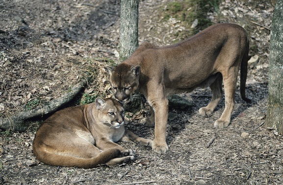 New Cougar and Bear Trapping Seasons Start in Fall 2017 | News and ...