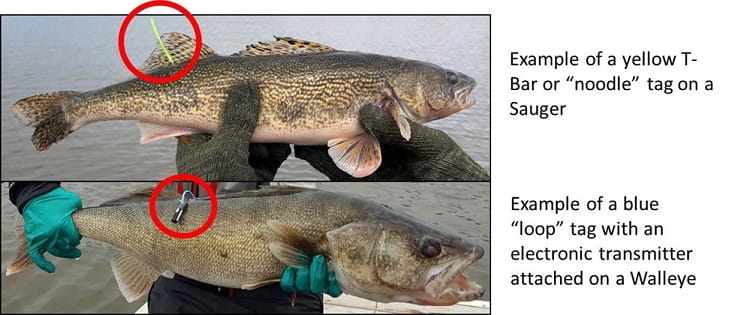 Anglers Reminded to Report Tagged Fish | News and Media | Government of ...
